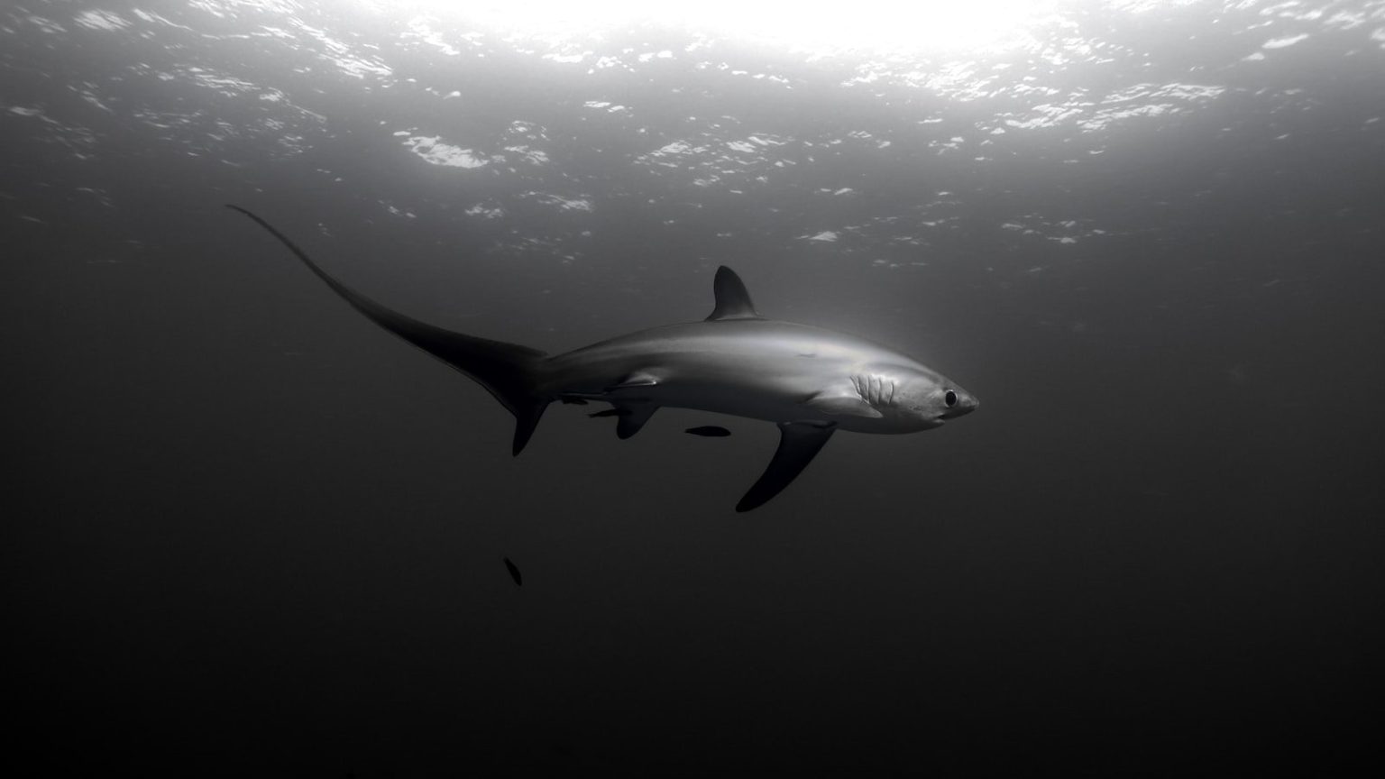 Rare Thresher Shark Filmed Gliding Through the Ocean Leaves Viewers in ...