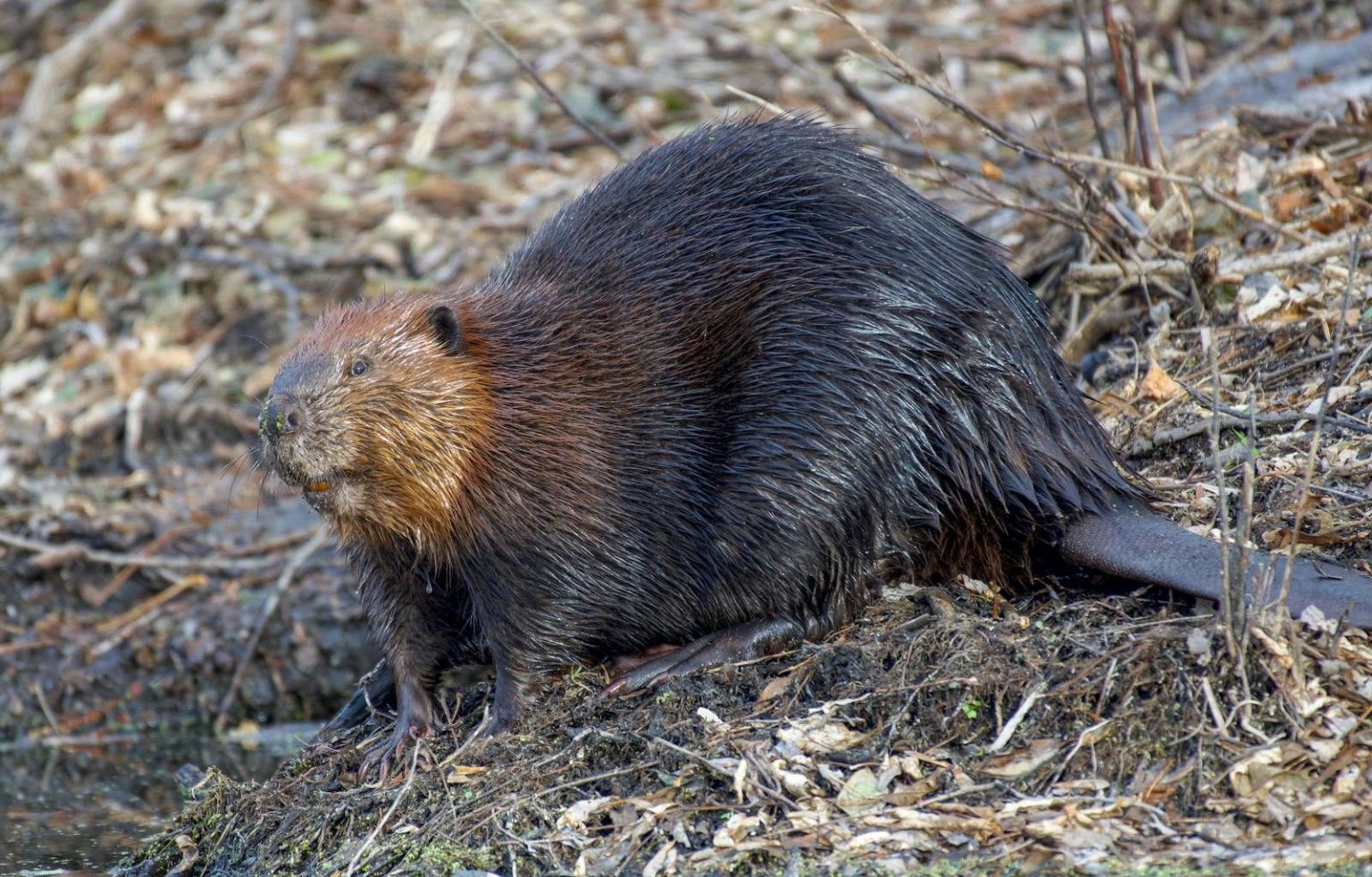 How Beavers Became California’s Unexpected Wildfire Fighters – Hive ...