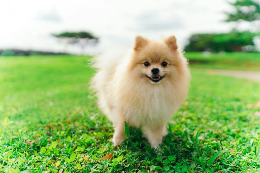 Tiny Dog Breeds That Stay Small Their Entire Lives – Hive Hunters Tales