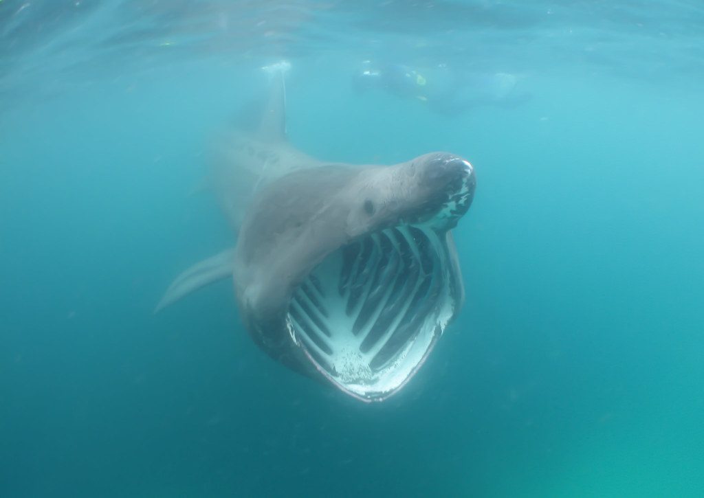 Basking Shark Spotted Off San Diego Looks Like It Belongs in a Museum ...