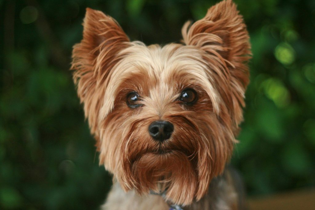 Tiny Dog Breeds That Stay Small Their Entire Lives – Hive Hunters Tales