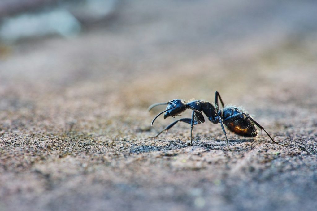 The Animal Bites and Stings Humans Say Hurt the Most – Hive Hunters Tales