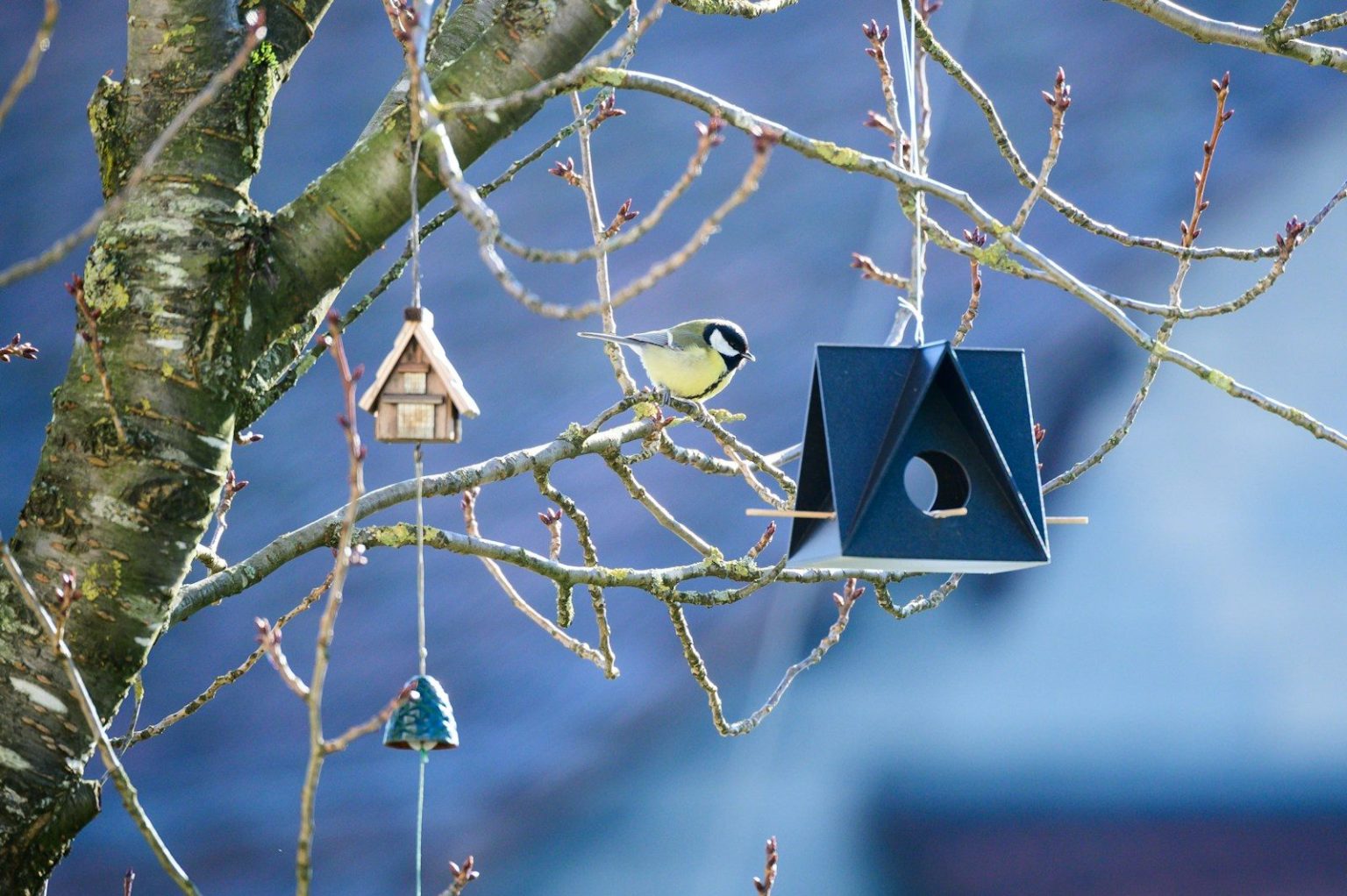 Why Experts Are Warning People About Bird Feeders Right Now – Hive ...