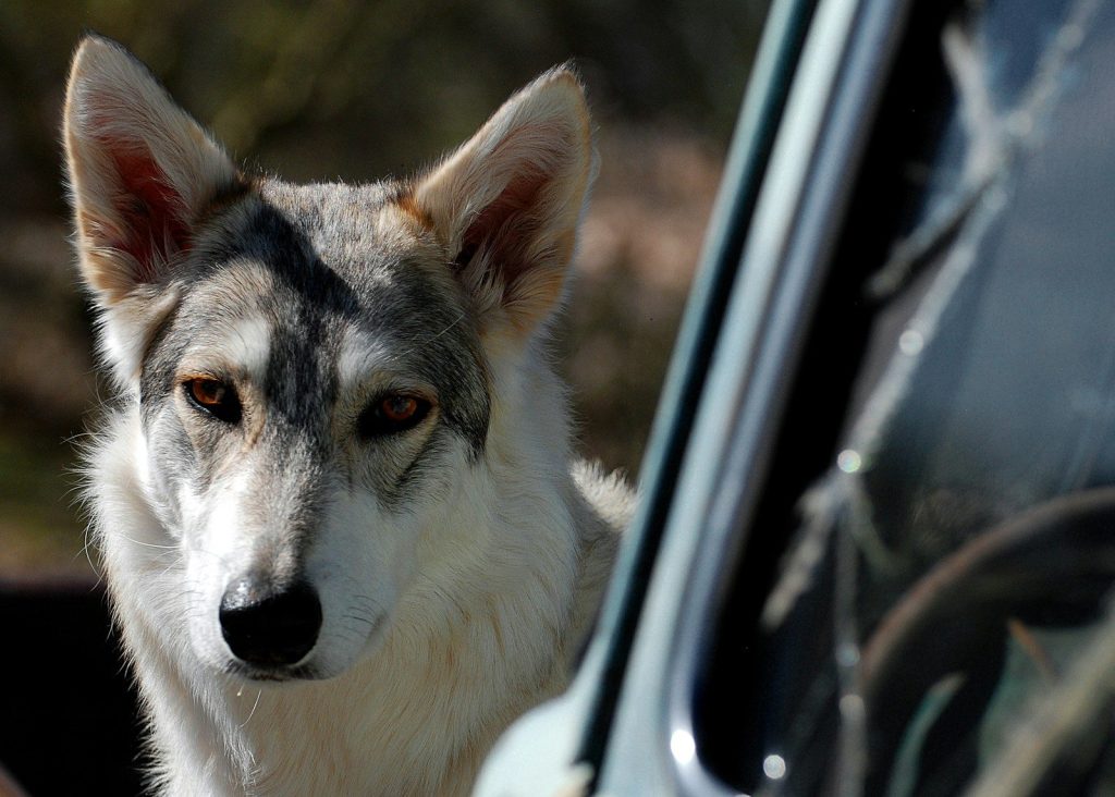 5,000-Year-Old Wolves Found on Remote Island Challenge Everything We ...