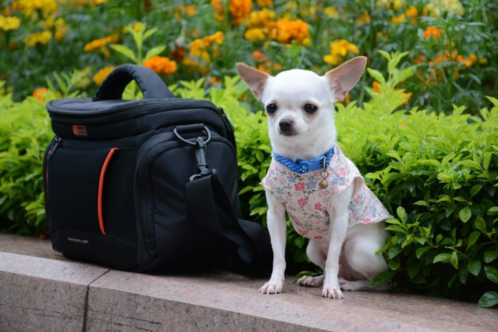 Tiny Dog Breeds That Stay Small Their Entire Lives – Hive Hunters Tales