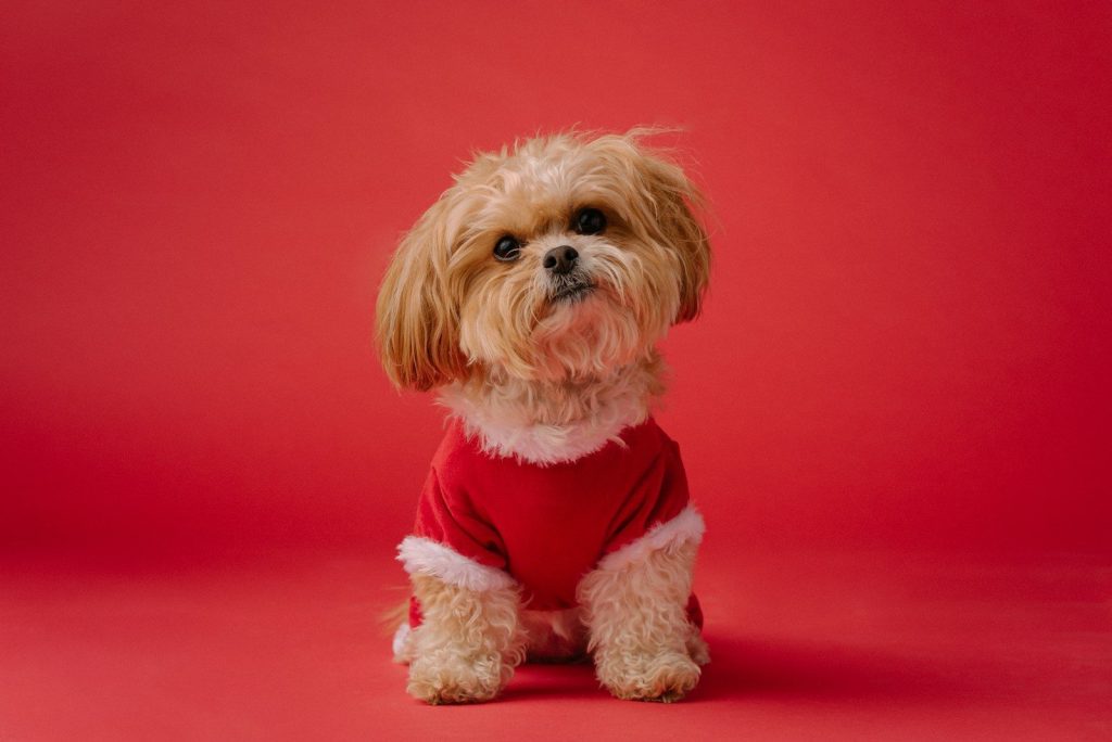 Tiny Dog Breeds That Stay Small Their Entire Lives – Hive Hunters Tales