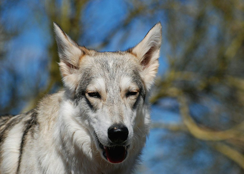 7 Best Places in the World to See Wild Wolves – Hive Hunters Tales