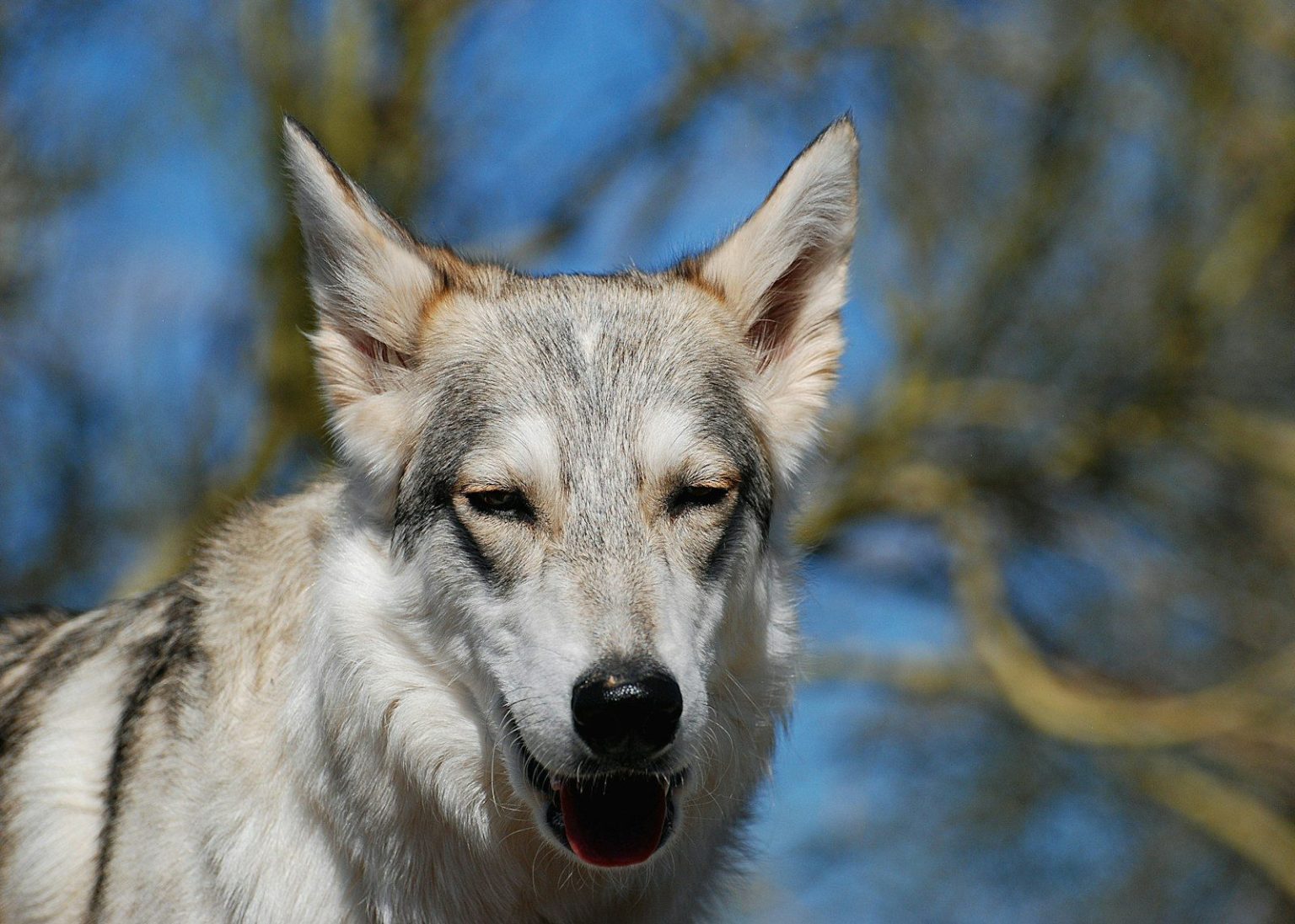 5,000-Year-Old Wolves Found on Remote Island Challenge Everything We ...