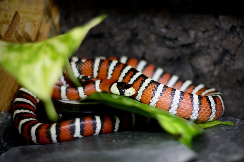 What It Really Means If You Find Snake Skin in Your Yard – Hive Hunters ...