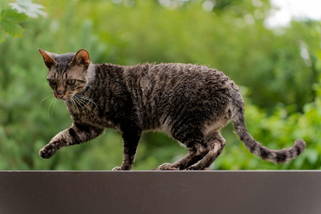 The World’s Smallest Cat Breeds That Stay Tiny Throughout Life – Hive ...