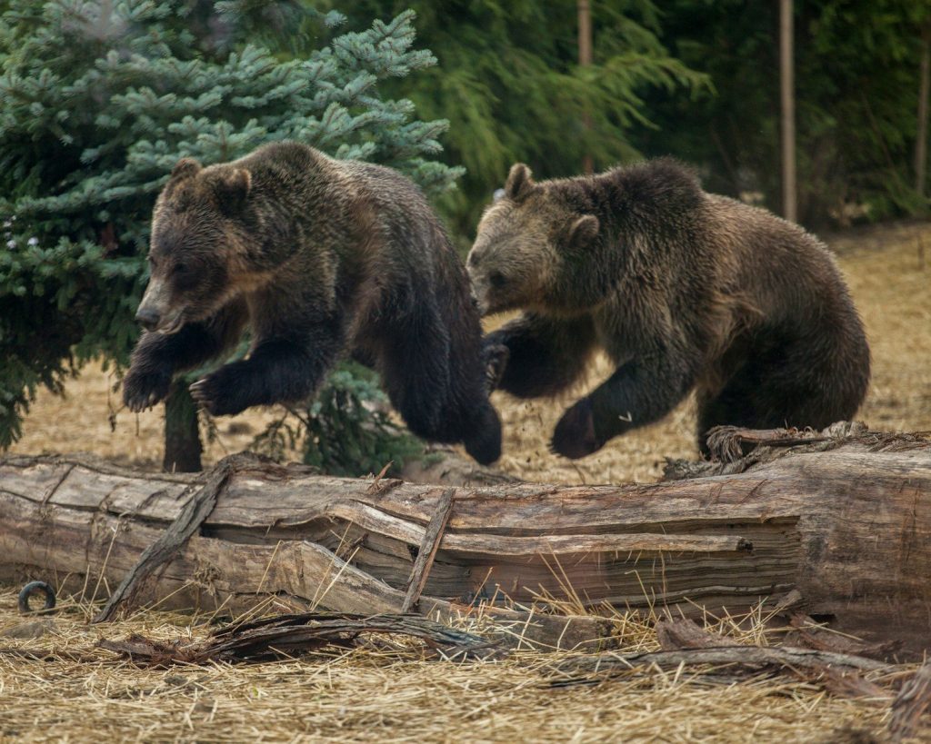 Visitors Horrified As Massive Brown Bear Suddenly Attacks Zoo Companion ...