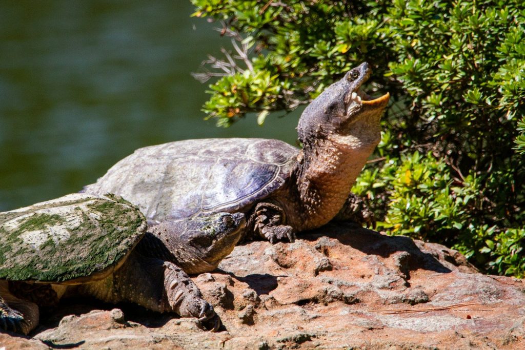 Snapping Turtle Found in Welsh Stream Sparks Wildlife Warning – Hive ...