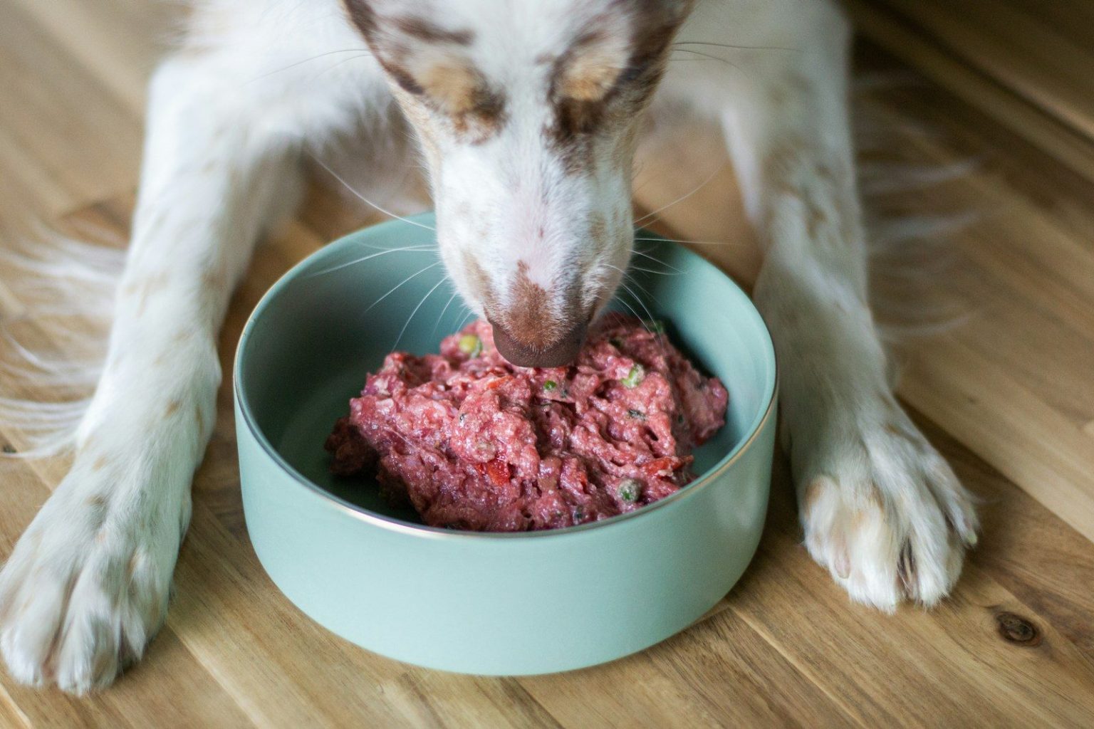 Millions of Pet Owners Unknowingly Risk Dangerous Infections Through ...