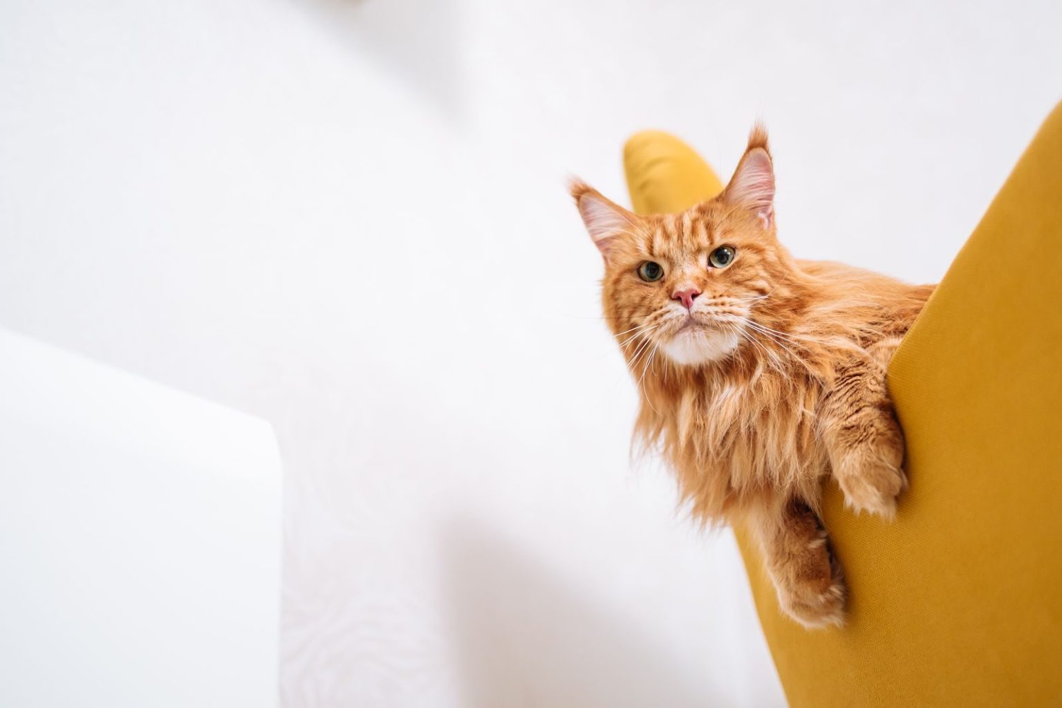 Popular Orange Cat Breeds Known for Their Friendly and Bold Personality ...