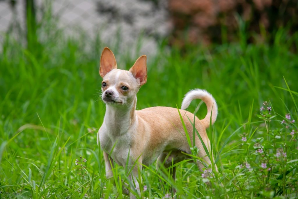 Dog Breeds Known for Their Long Lifespans – Hive Hunters Tales