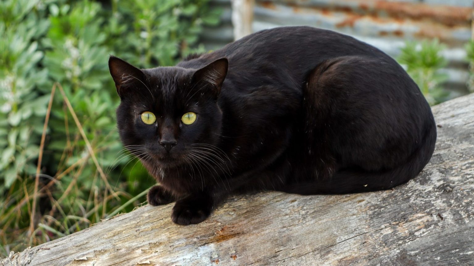 Animals Historically Linked to Myths and Superstitions About Evil ...