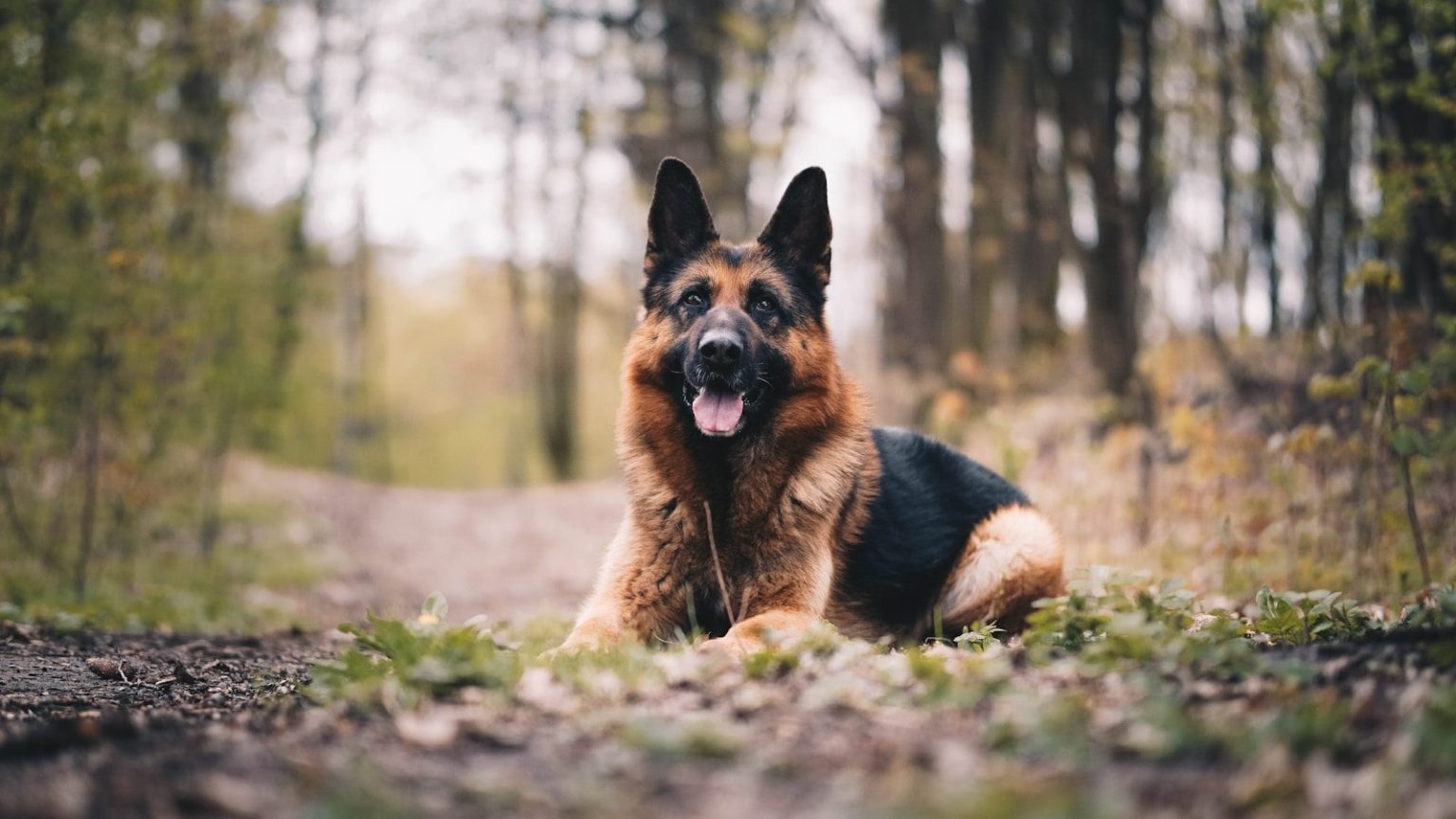 Dog Breeds Known for Strong Protective Instincts at Home – Hive Hunters ...