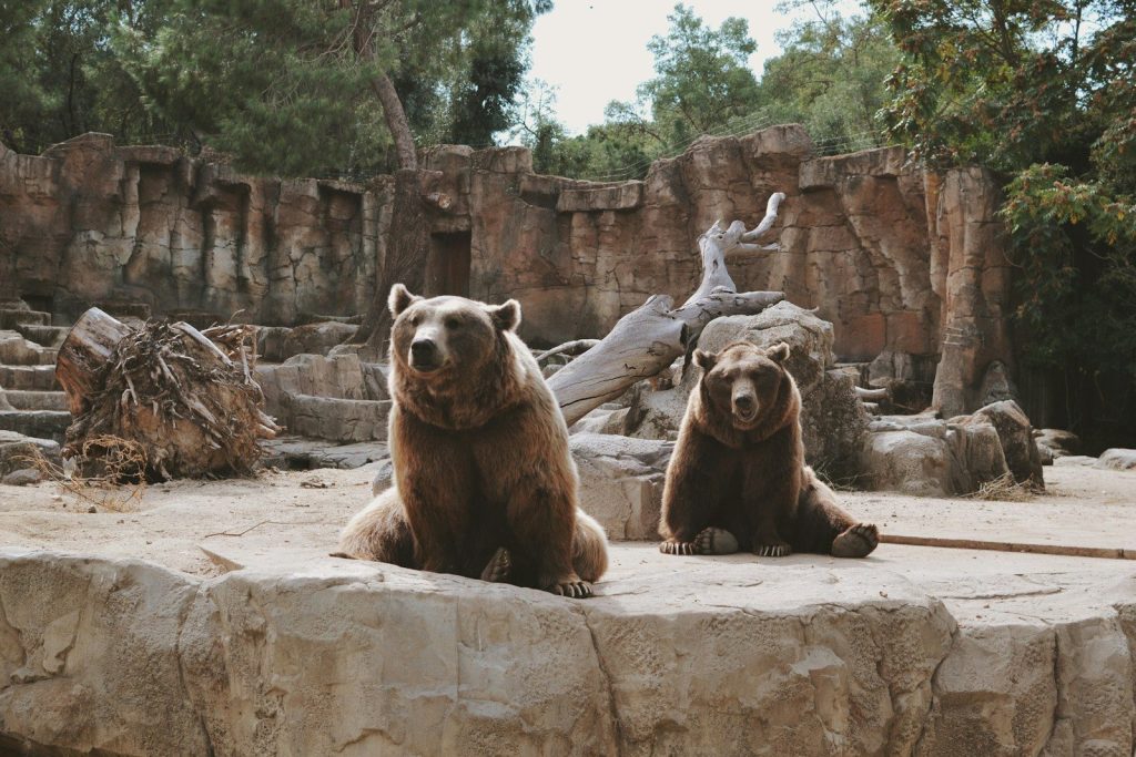 Visitors Horrified As Massive Brown Bear Suddenly Attacks Zoo Companion ...
