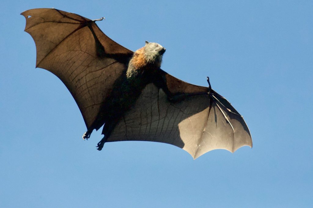 Animals With Some of the Strangest Diets in the Natural World – Hive ...