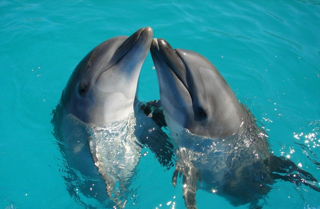 Stranded Baby Dolphin Thought It Was Alone Until One Stranger Changed ...