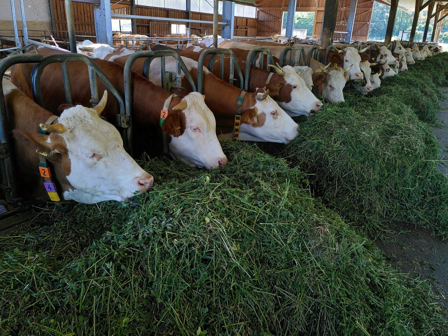 Hidden Mineral Deficiency May Be Quietly Reducing Farm Productivity ...