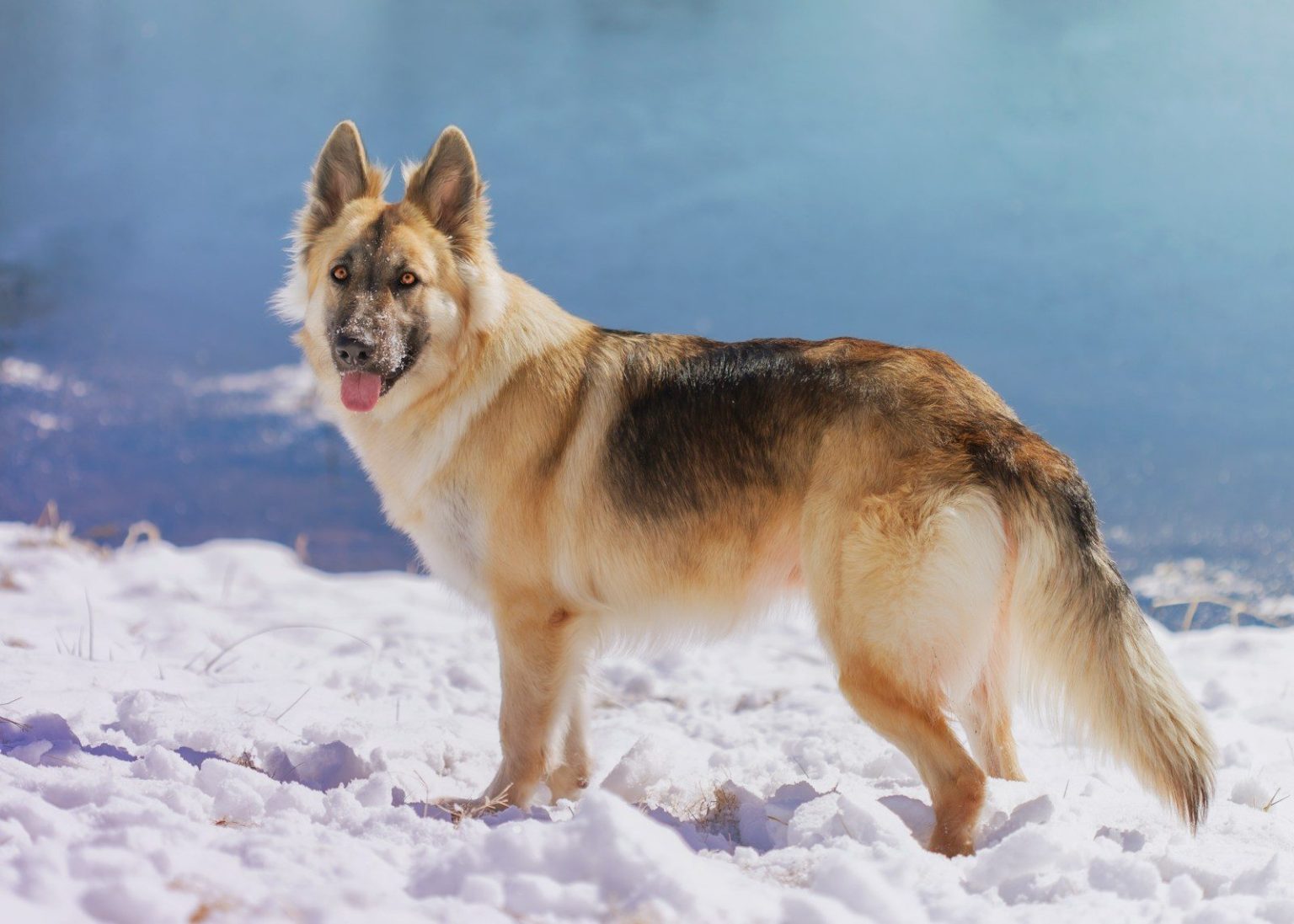 Rare Dog Breeds Facing Extinction and Why They Need Protection – Hive ...