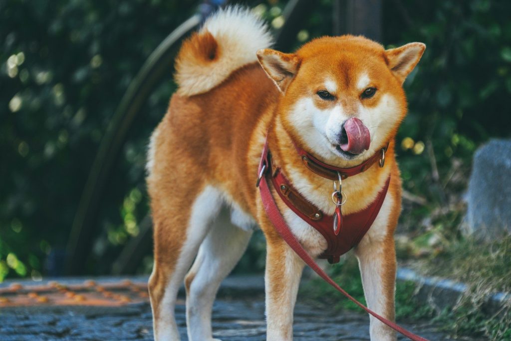 Dangerous Dog Breeds That Are Frequently Discussed by Experts – Hive ...