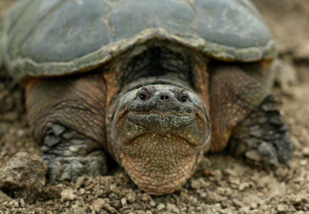 Snapping Turtle Found in Welsh Stream Sparks Wildlife Warning – Hive ...
