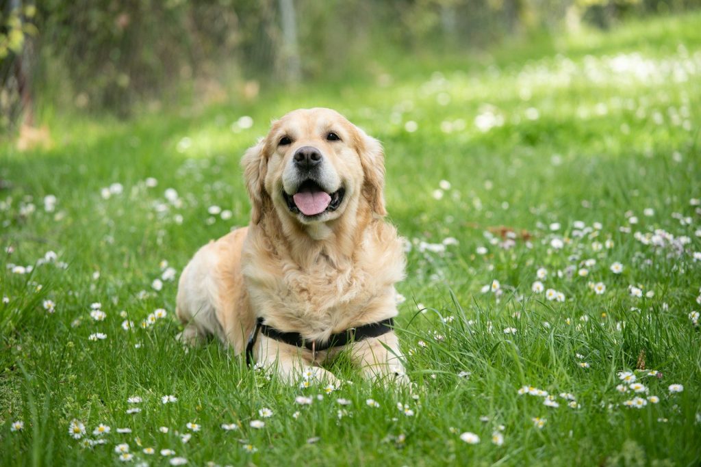 Dog Breeds That Make the Best Family Pets – Hive Hunters Tales