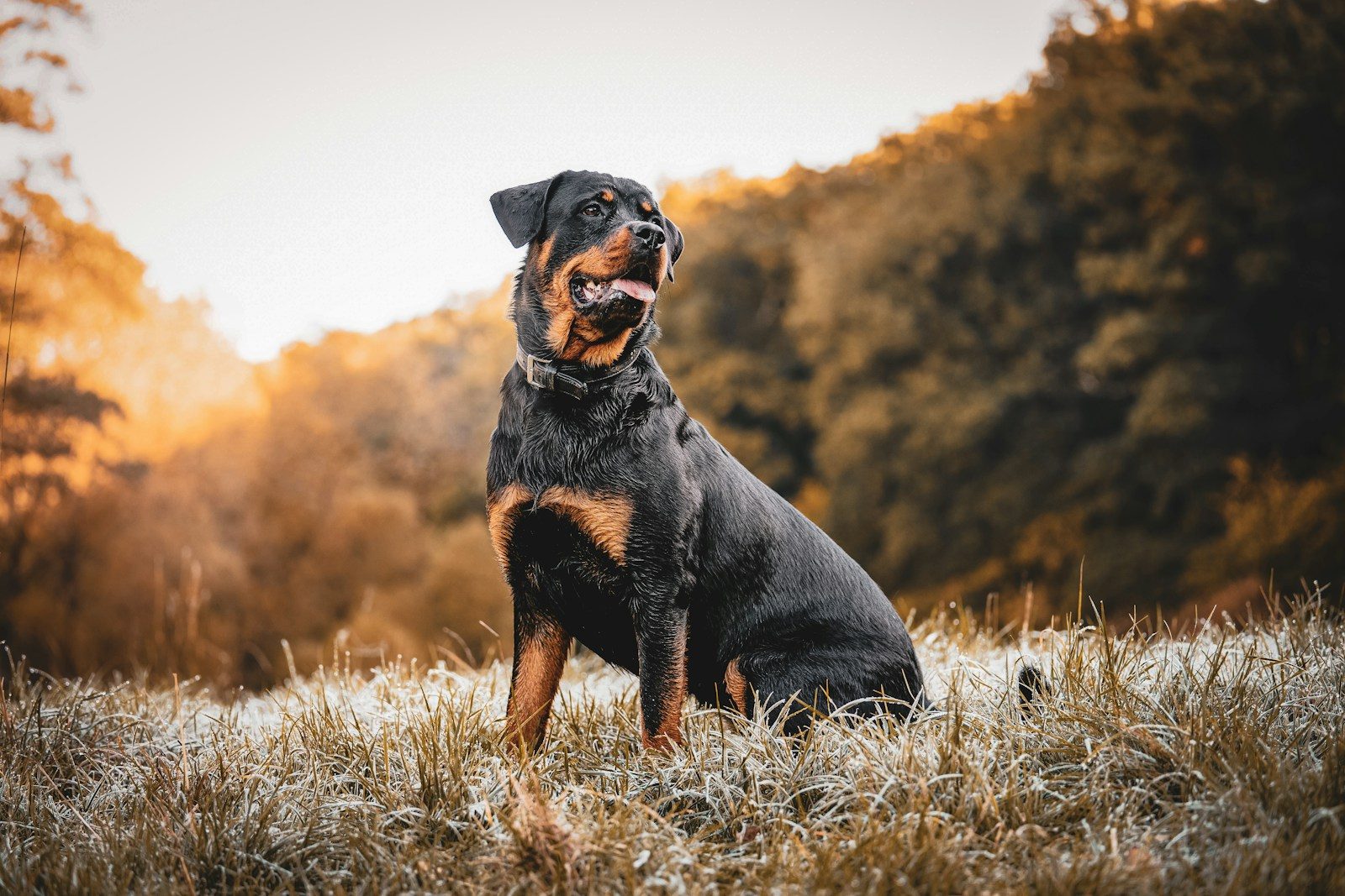 Dog Breeds Known for Strong Protective Instincts at Home – Hive Hunters ...