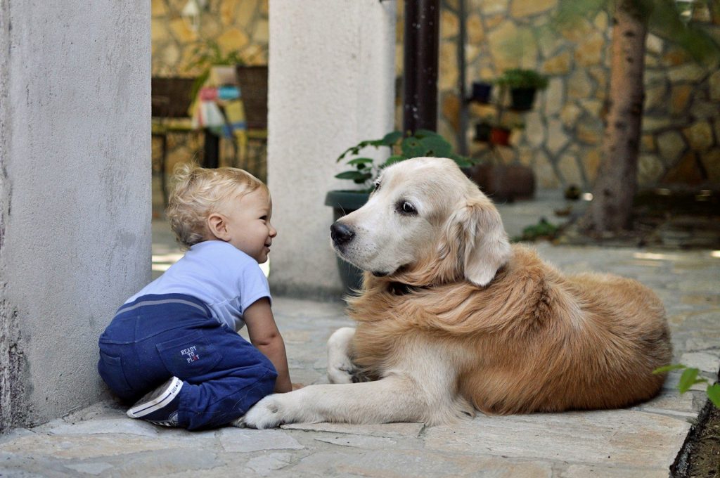 Golden Retrievers and Humans Share Anxiety Genes, Study Finds – Hive ...
