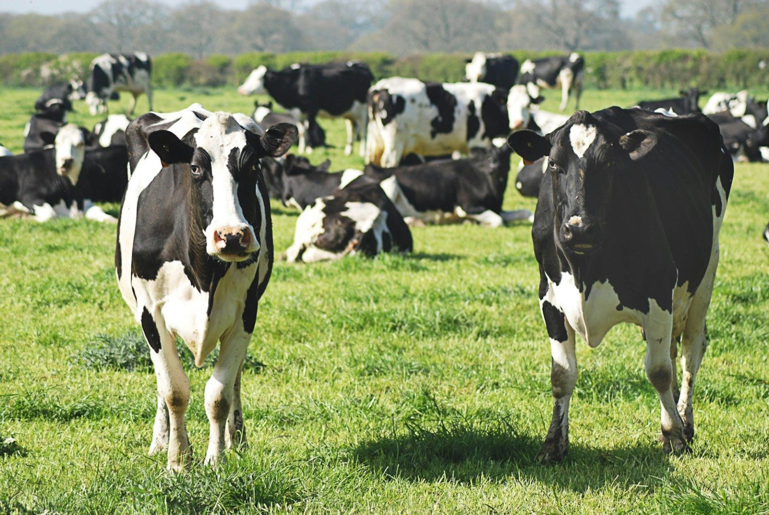 Texas Pushes Fly Factory Plan to Stop Flesh-Eating Livestock Parasite ...