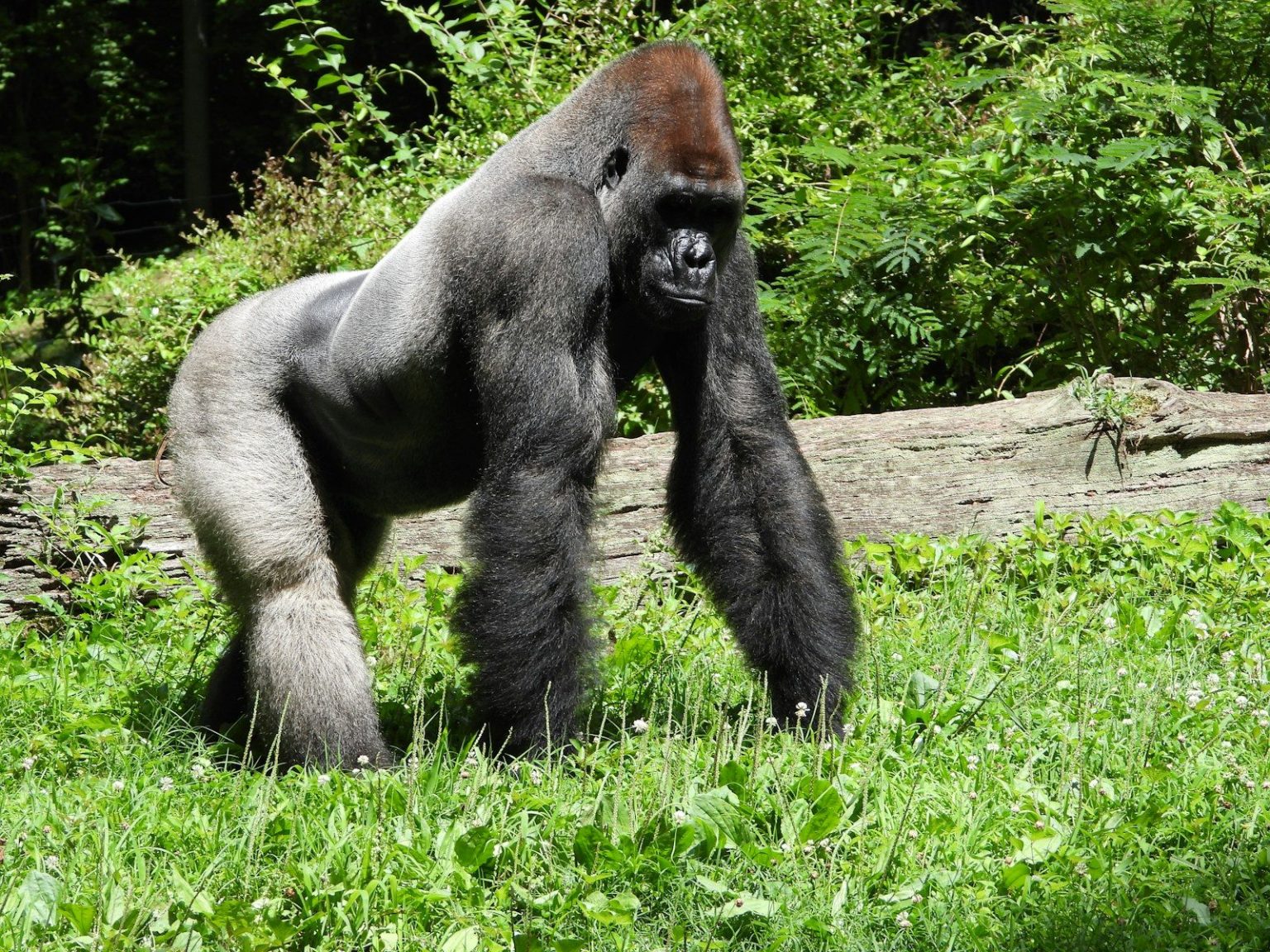 The Most Powerful Animals in the World and What Makes Them So Strong ...