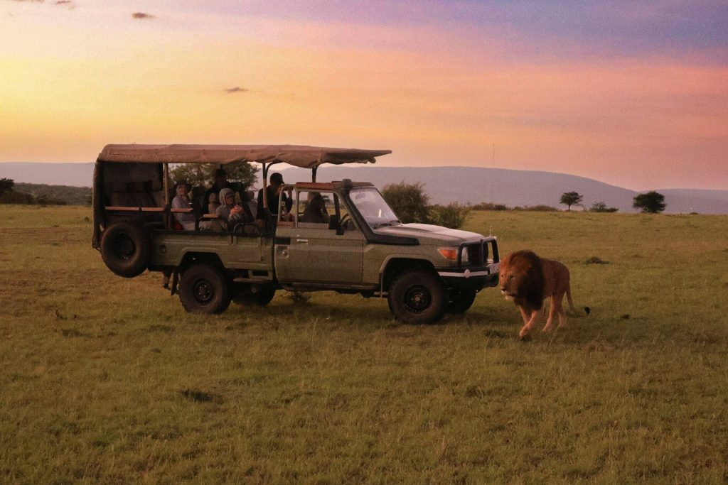 Woman Doing Skincare in Safari Tent Discovers Lions Hunting Just ...