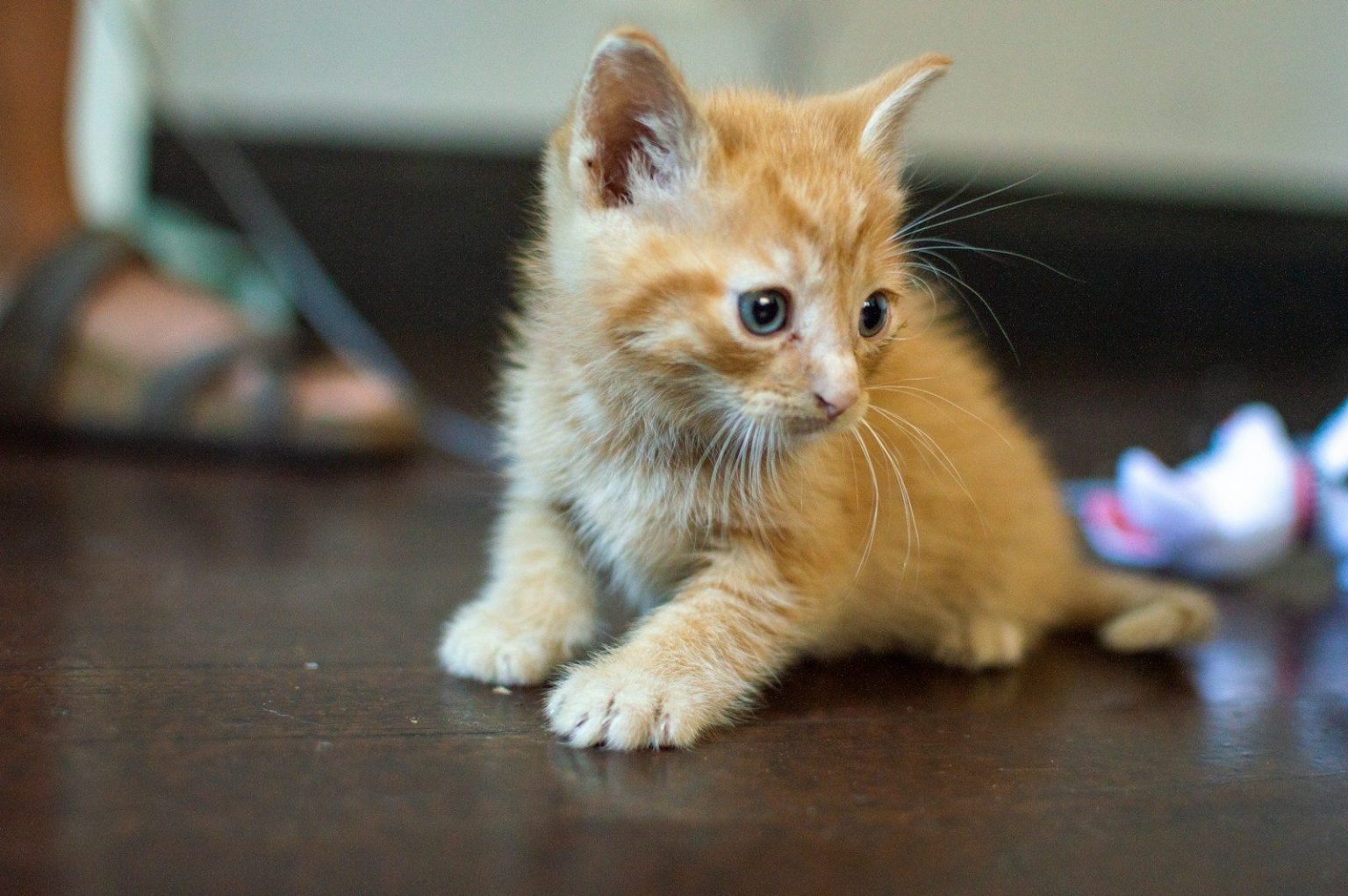 Tiny Kitten Waited Under A Car For The Officer Who Tried To Save Him ...