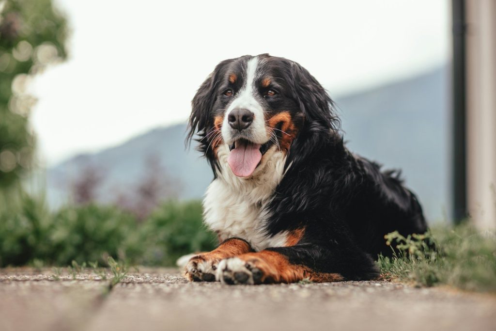 Animals That Appear to “Laugh” and Show Human Like Joyful Sounds – Hive ...