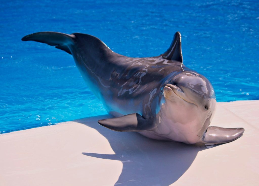 Stranded Baby Dolphin Thought It Was Alone Until One Stranger Changed ...