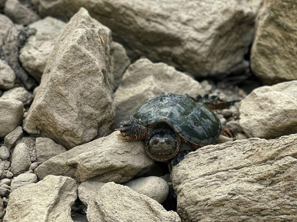 Snapping Turtle Found in Welsh Stream Sparks Wildlife Warning – Hive ...