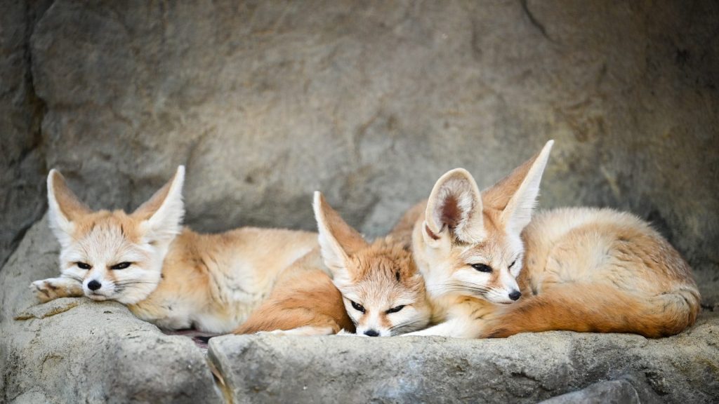 Adorable Animals That Have Captivated People Around the World – Hive ...
